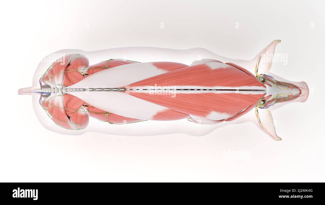 Pig anatomy, illustration Stock Photo - Alamy