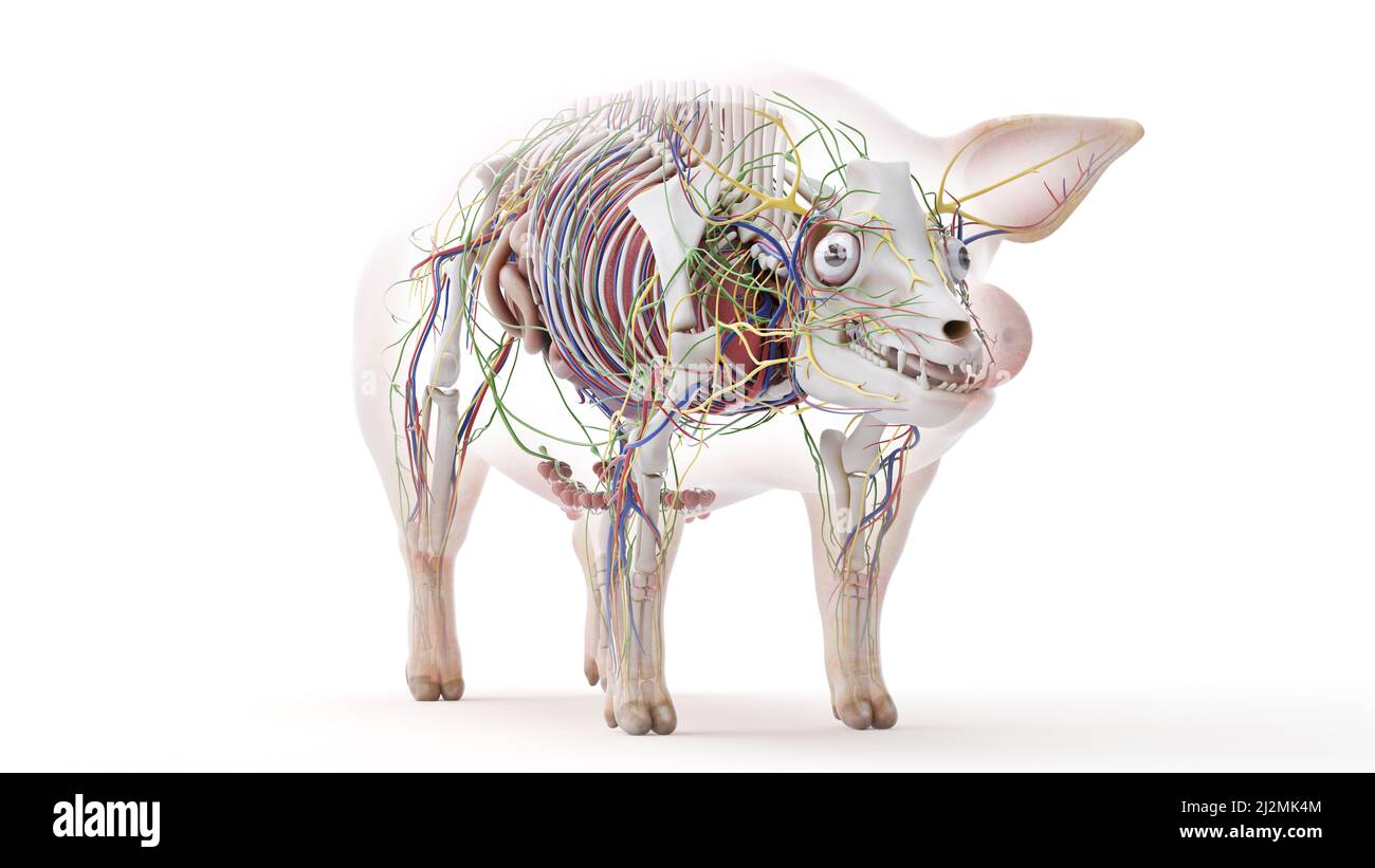 Swine anatomy Cut Out Stock Images & Pictures - Alamy