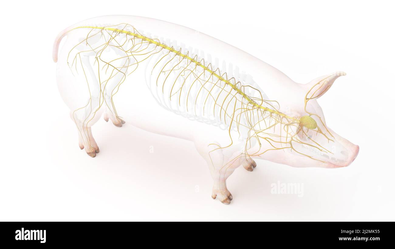 Pig nervous system, illustration Stock Photo - Alamy