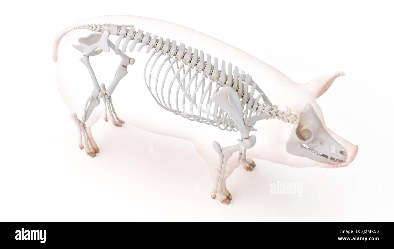 Pig skeleton anatomy hi-res stock photography and images - Alamy