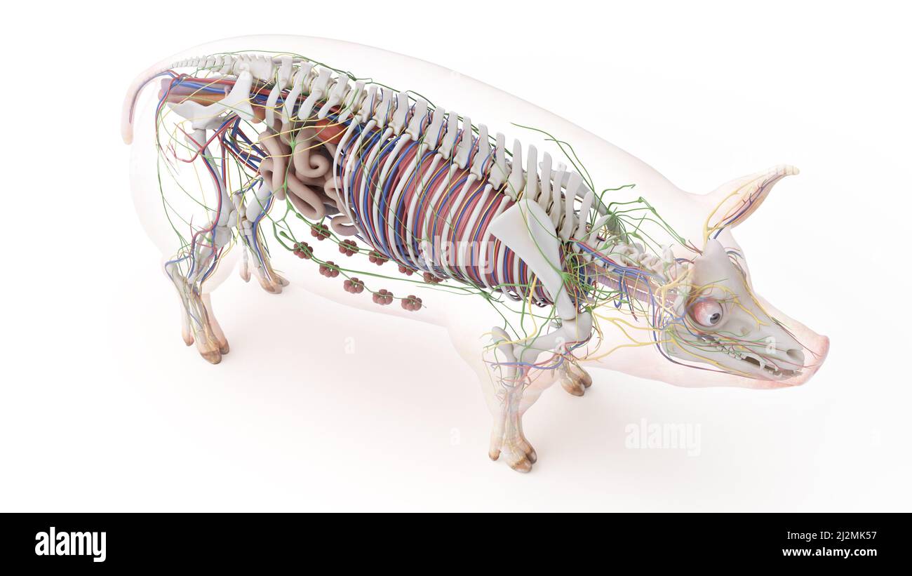Pig anatomy, illustration Stock Photo - Alamy