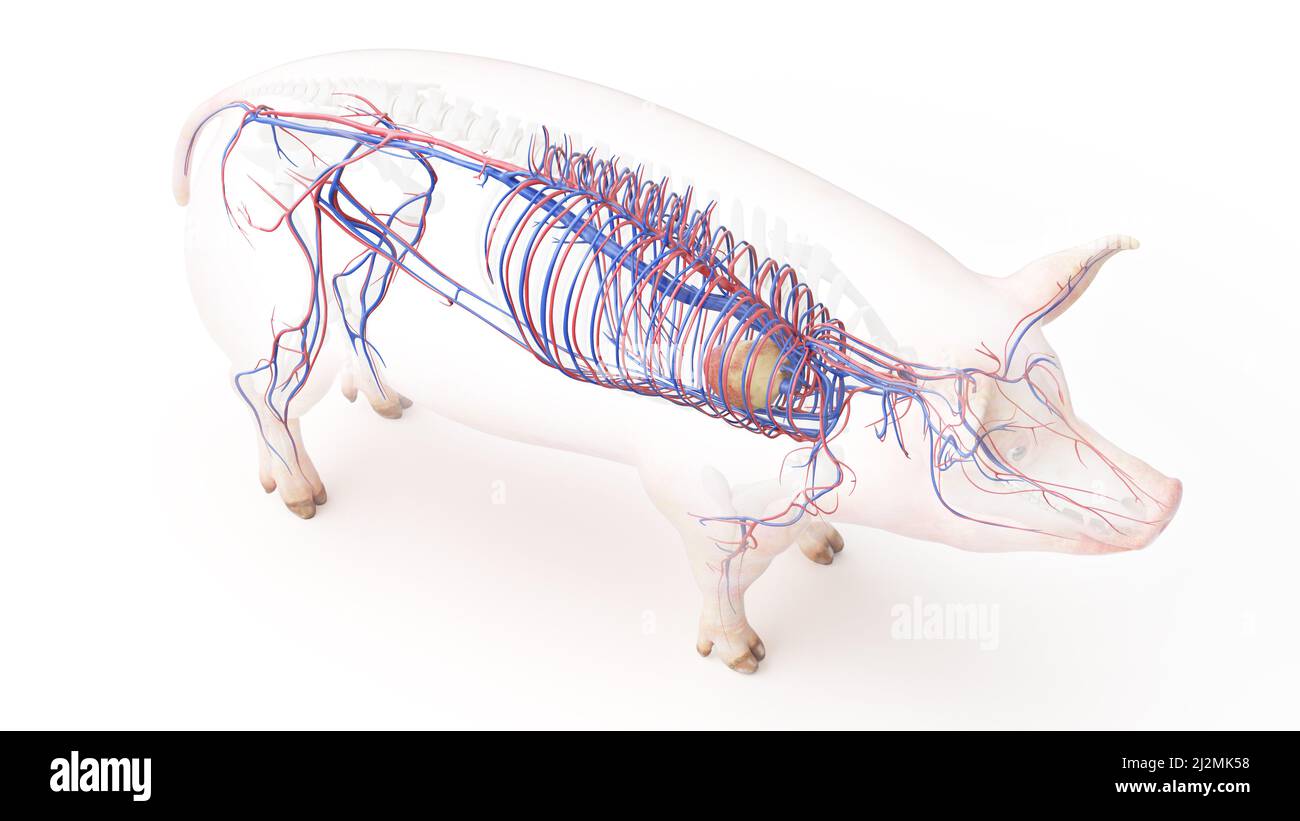 Pig vascular system, illustration Stock Photo - Alamy