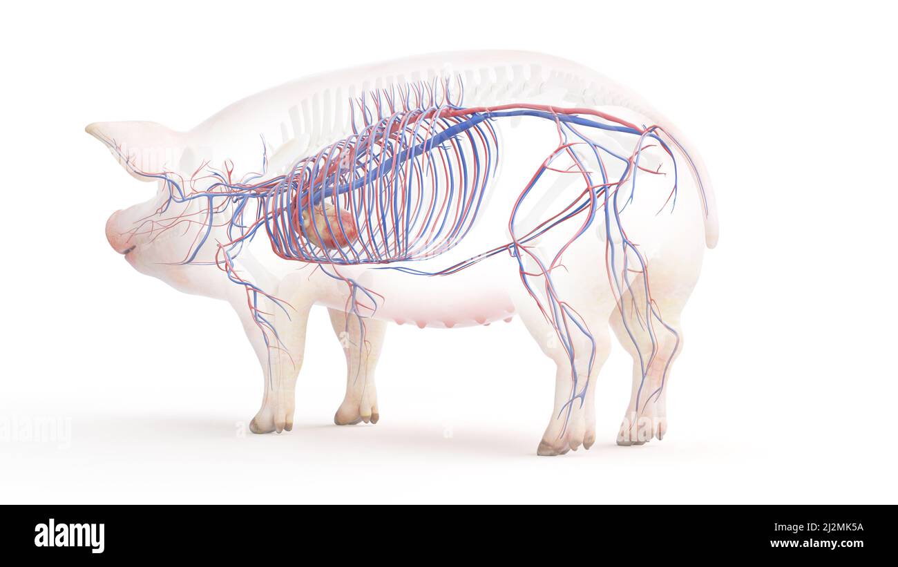Pig vascular system, illustration Stock Photo - Alamy