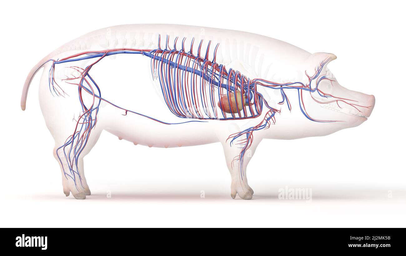 Pig vascular system, illustration Stock Photo - Alamy