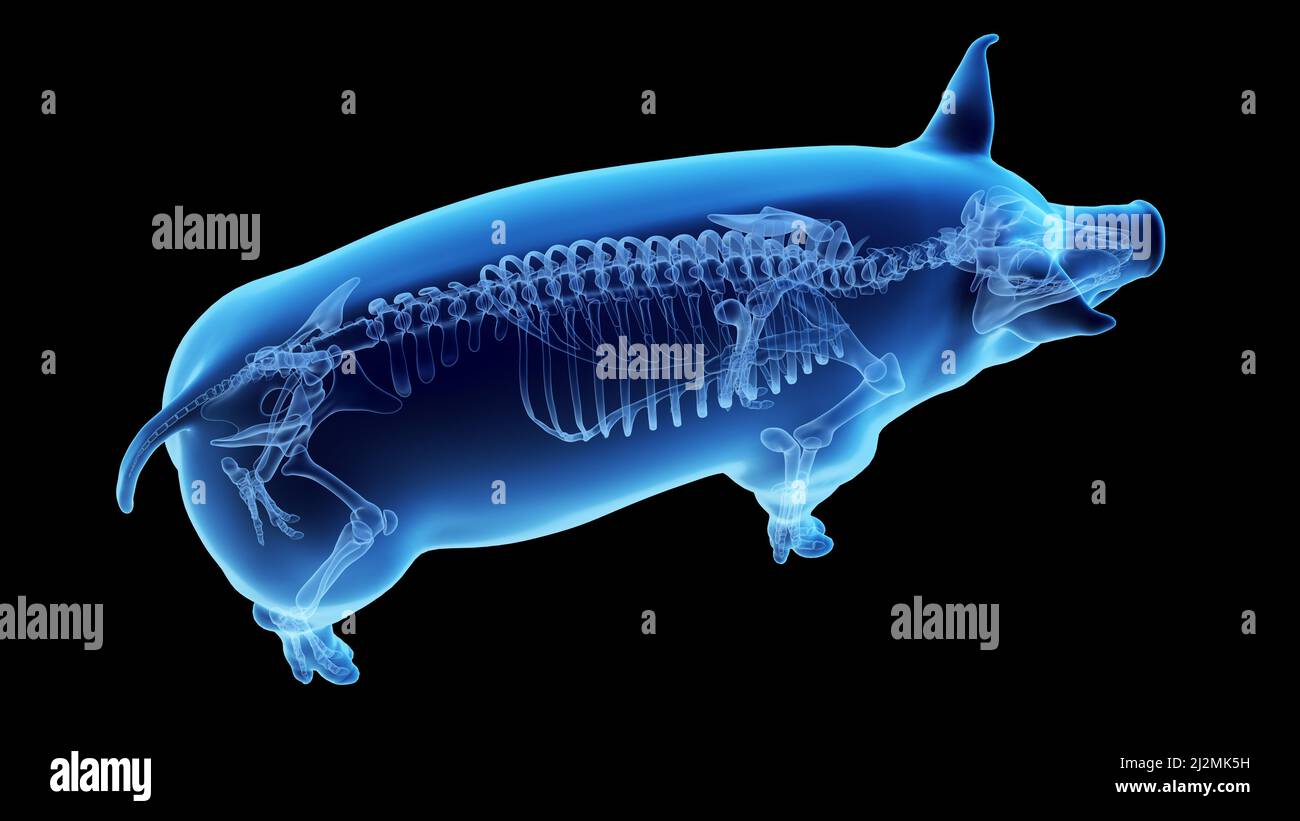 Pig skeleton, illustration Stock Photo - Alamy