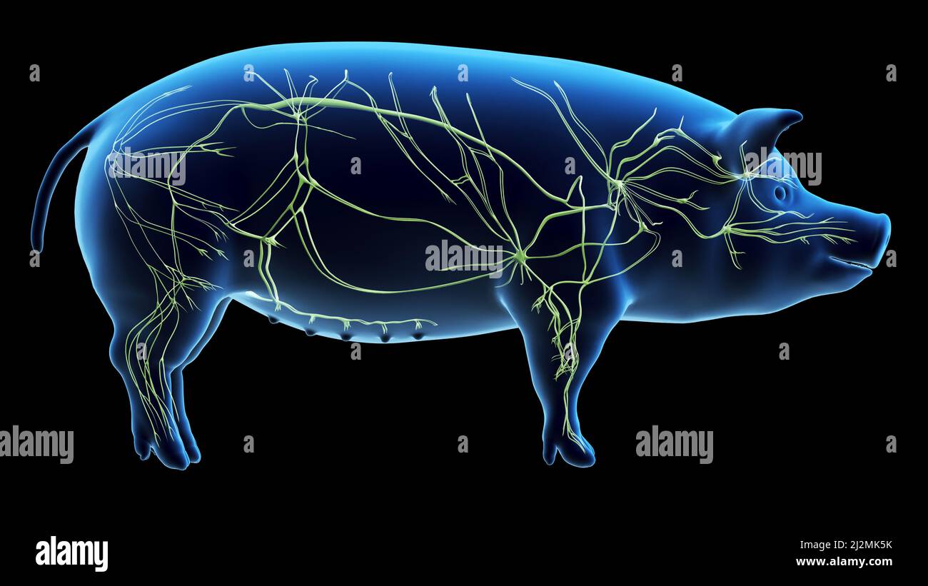 Pig lymphatic system, illustration Stock Photo - Alamy