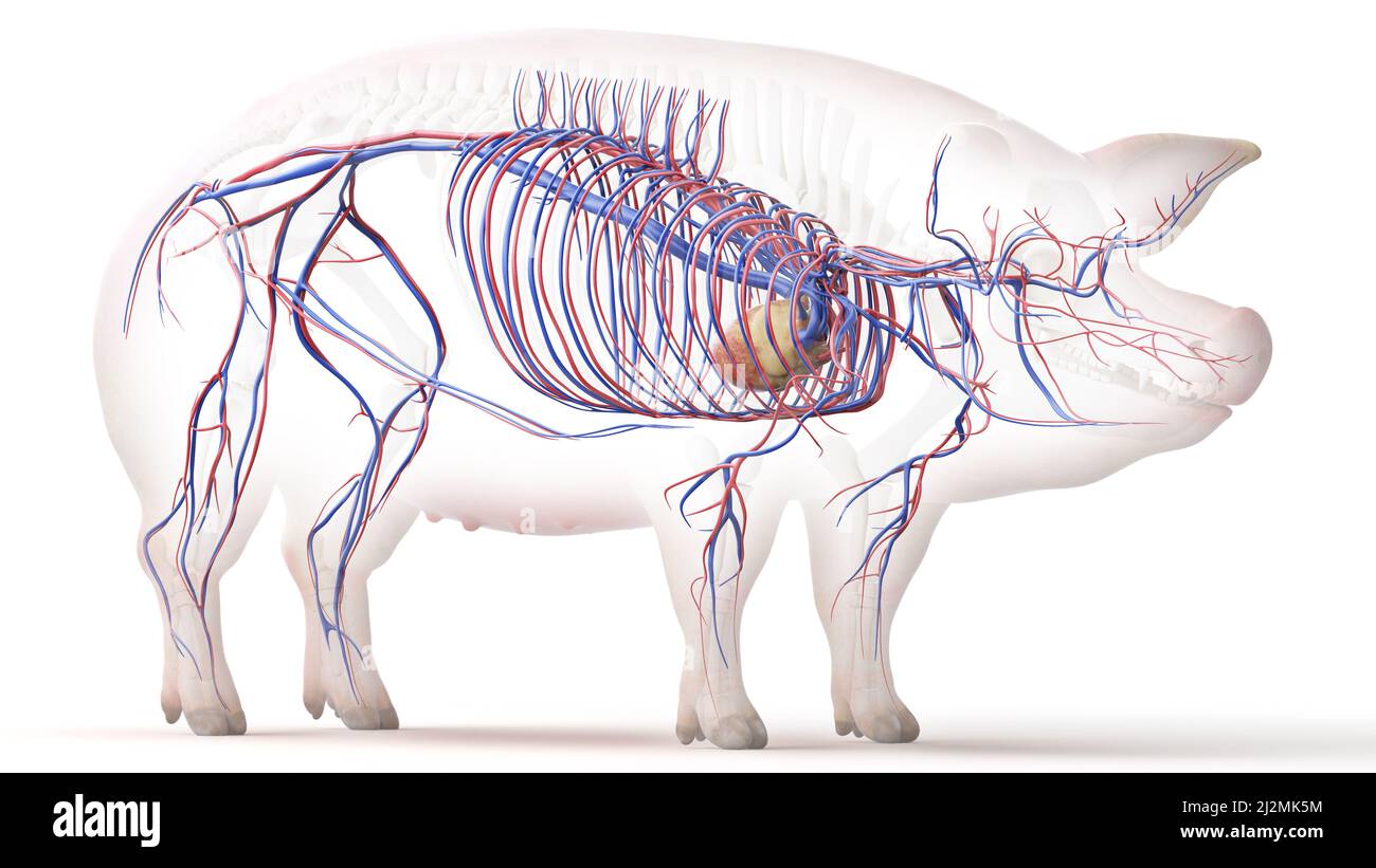 Pig vascular system, illustration Stock Photo - Alamy