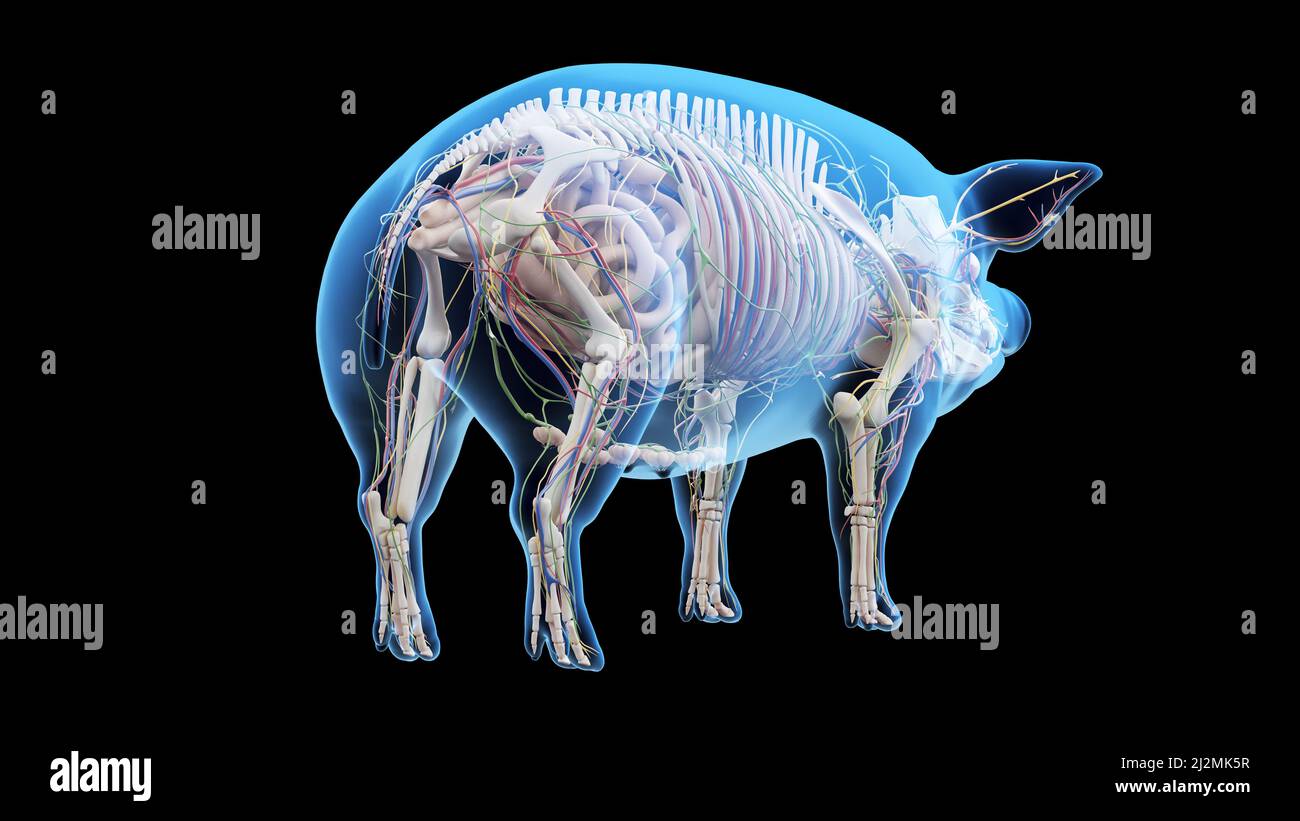 Pig anatomy, illustration Stock Photo - Alamy
