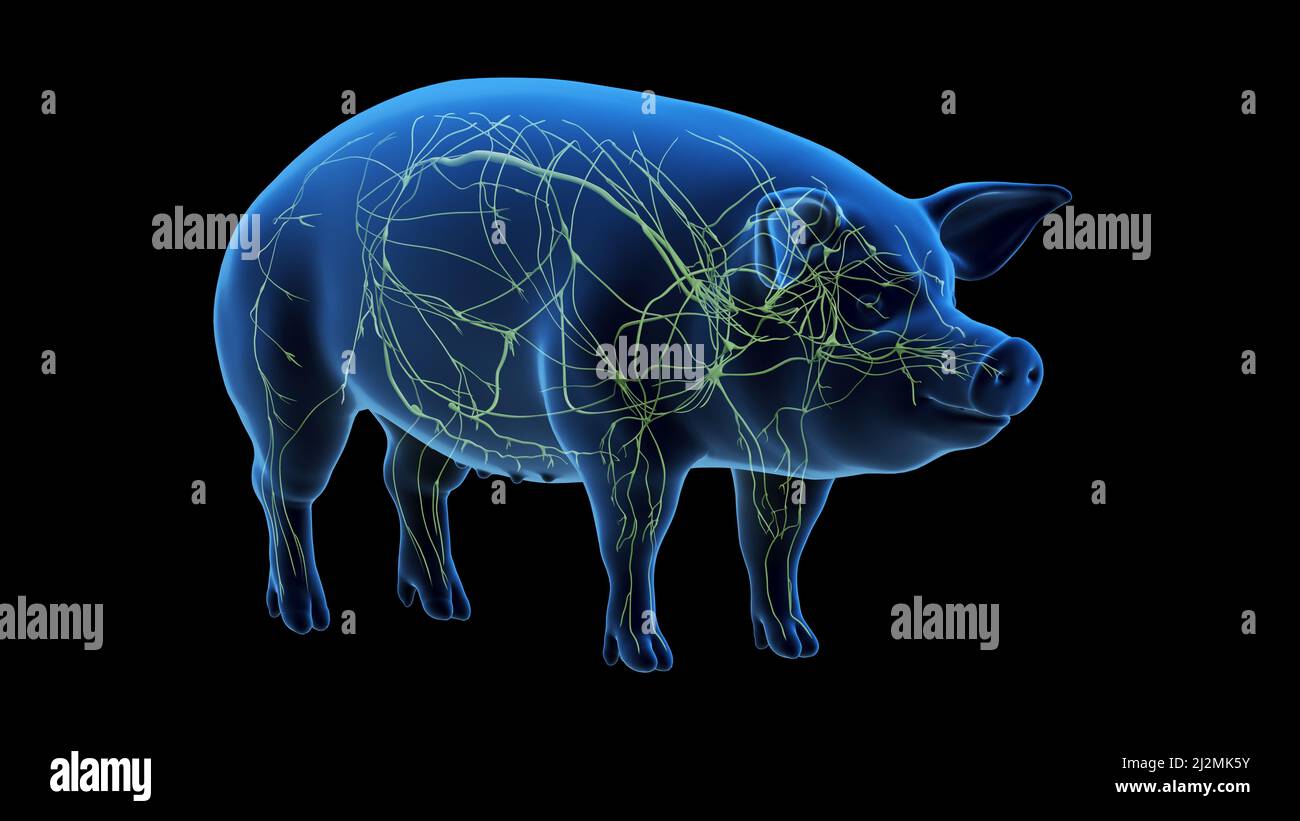 Pig lymphatic system, illustration Stock Photo - Alamy