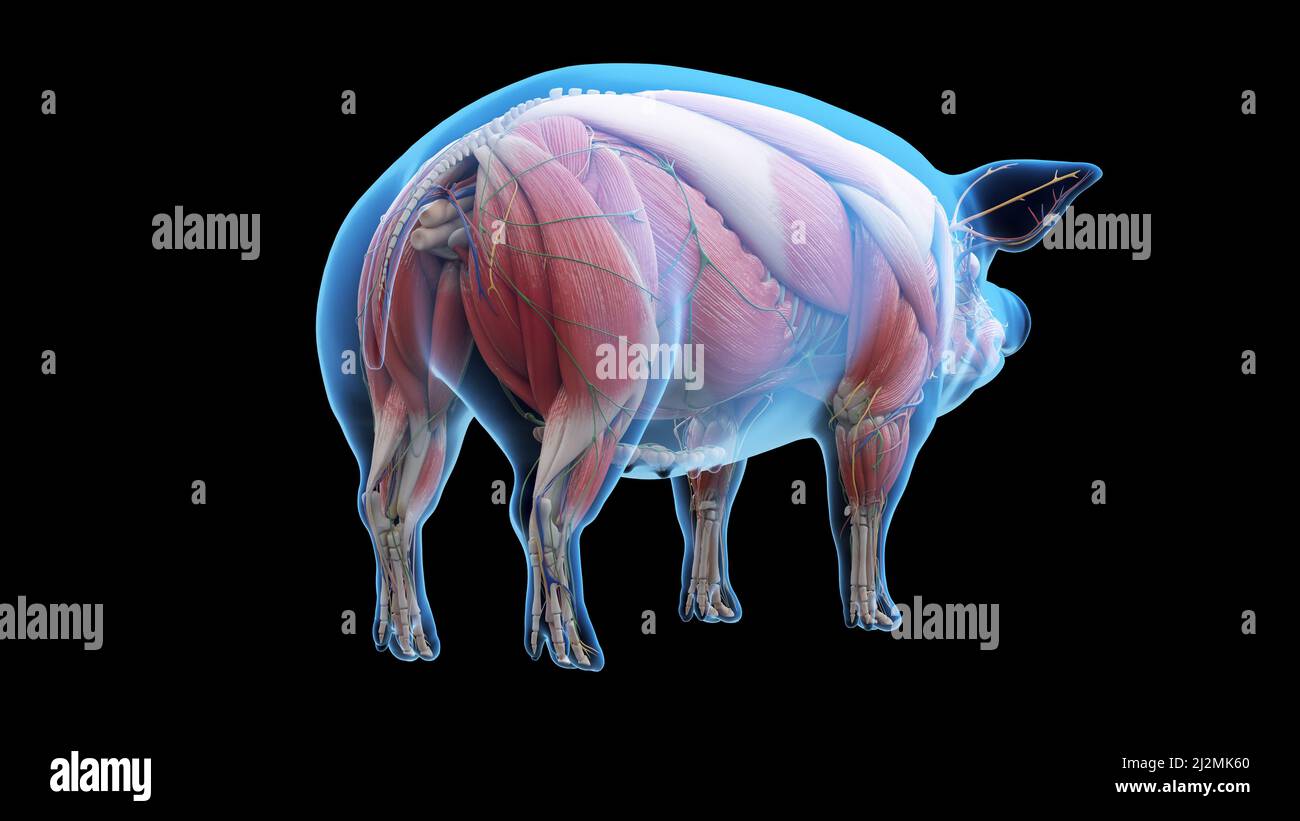 Pig anatomy, illustration Stock Photo - Alamy