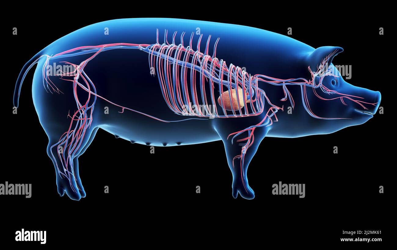 Pig vascular system, illustration Stock Photo - Alamy
