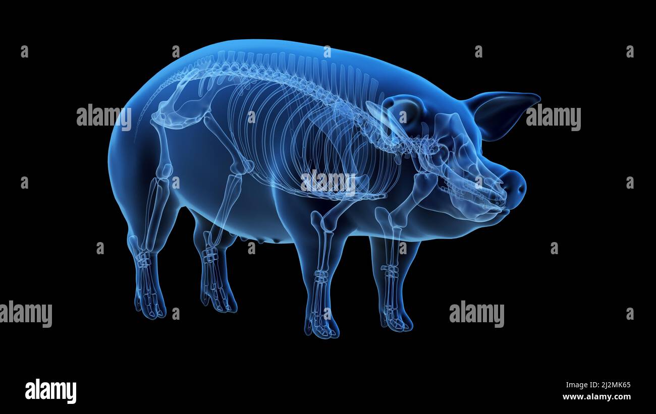 Pig skeleton, illustration Stock Photo - Alamy