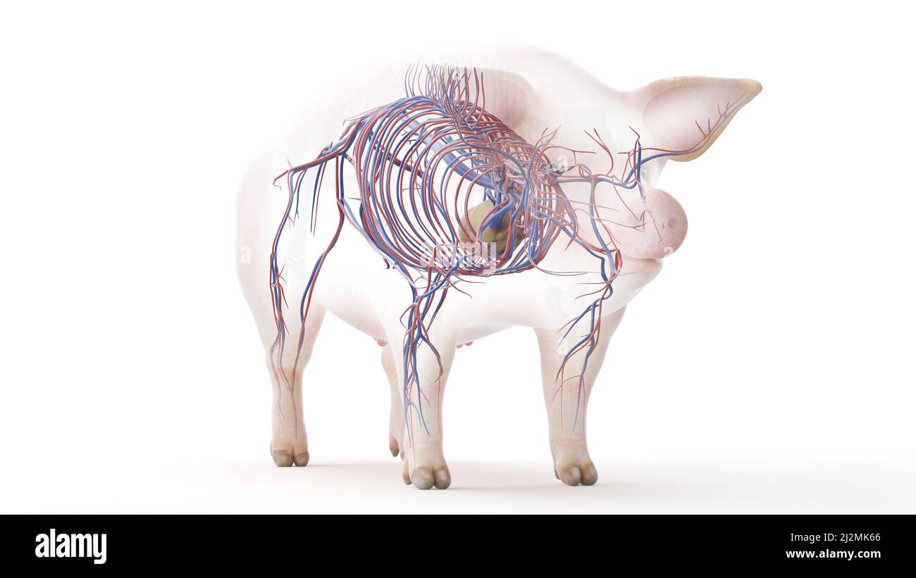 Pig vascular system, illustration Stock Photo - Alamy