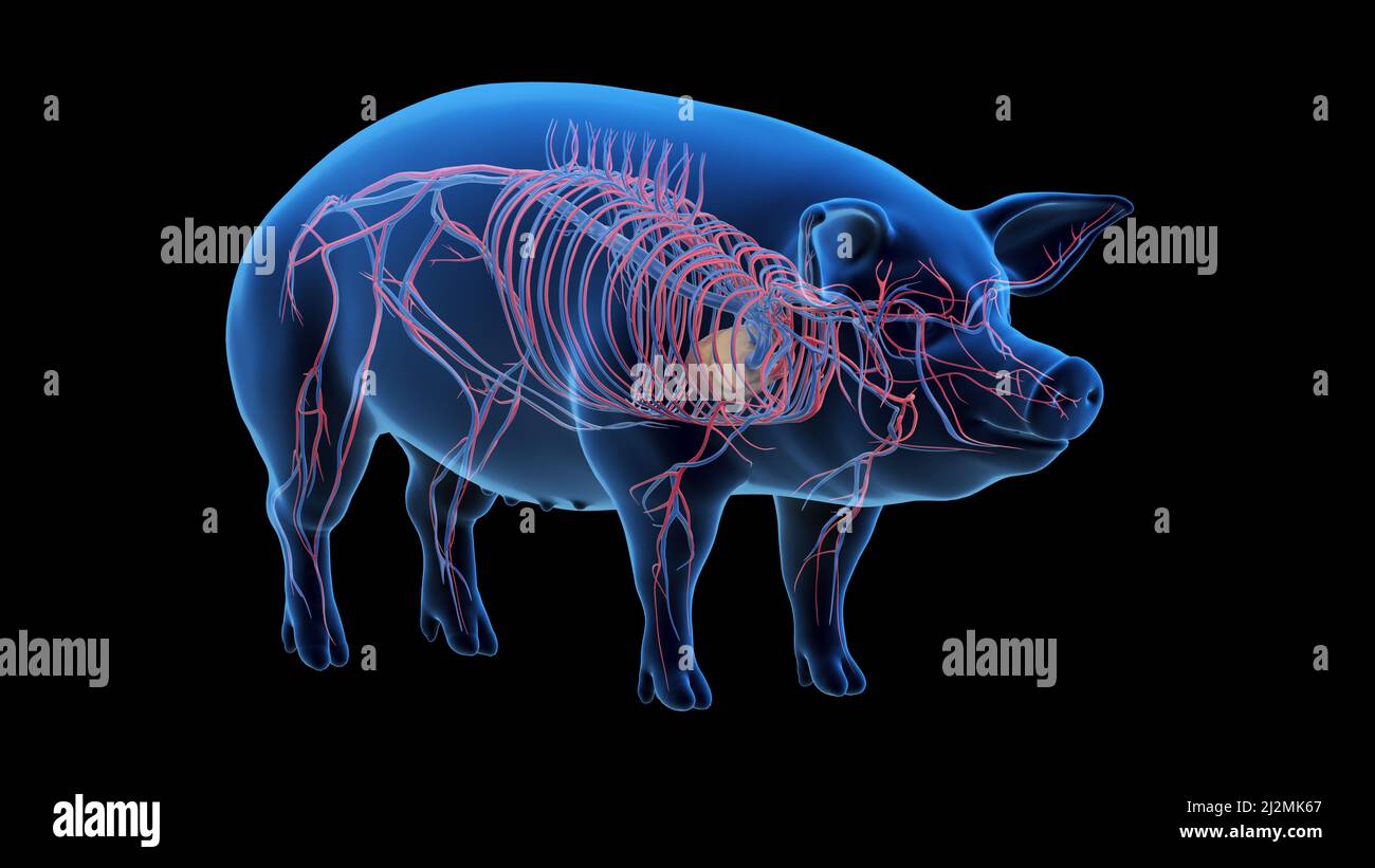 Heart pig anatomy hi-res stock photography and images - Alamy