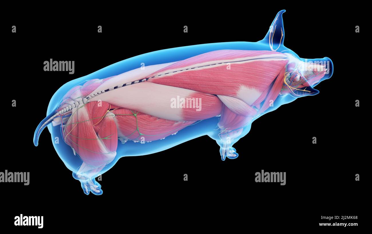 Porcine anatomy hi-res stock photography and images - Alamy