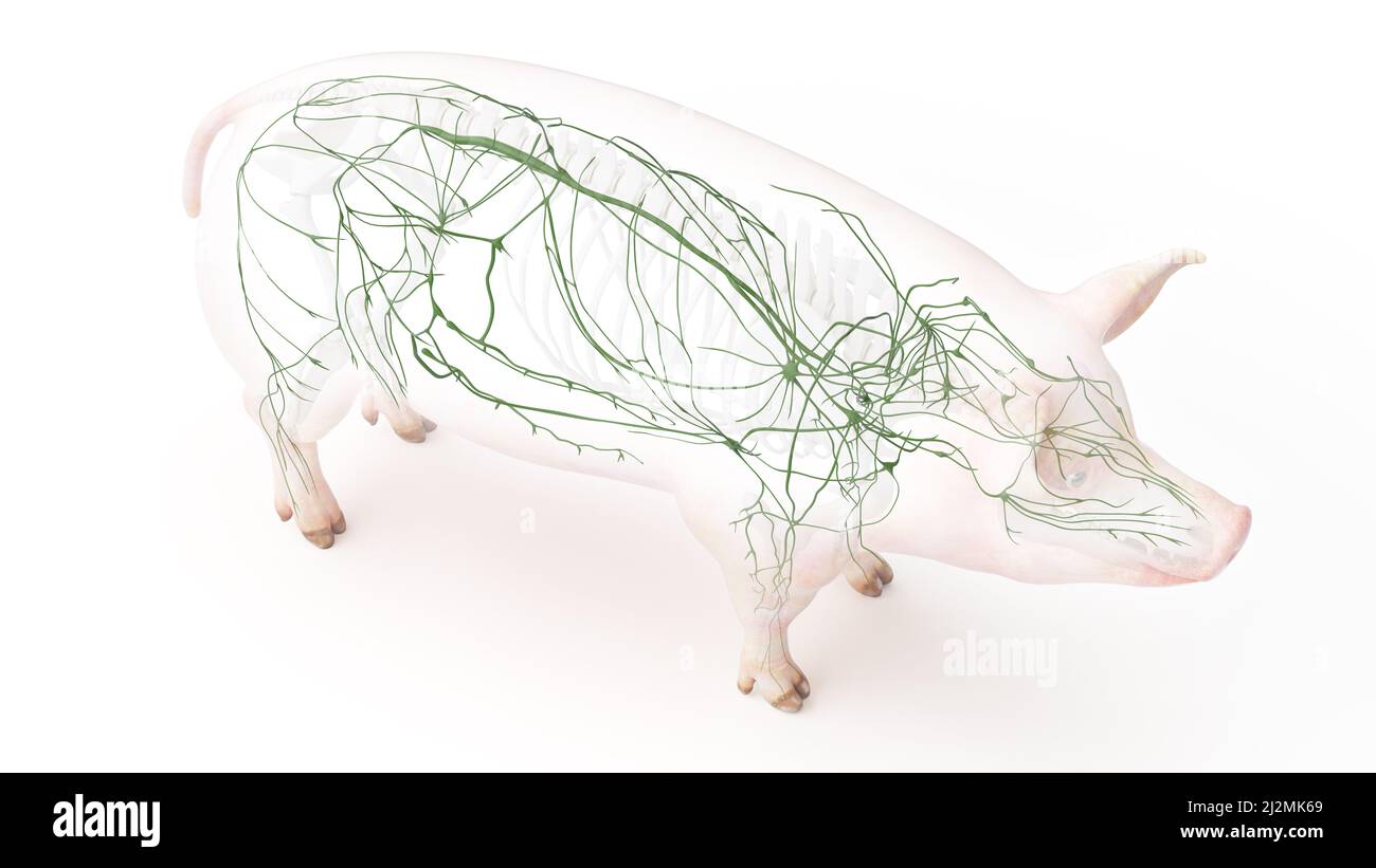 Pig lymphatic system, illustration Stock Photo - Alamy