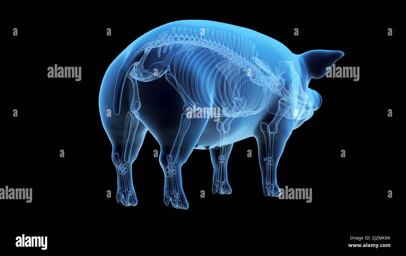 Pig skeleton, illustration Stock Photo - Alamy
