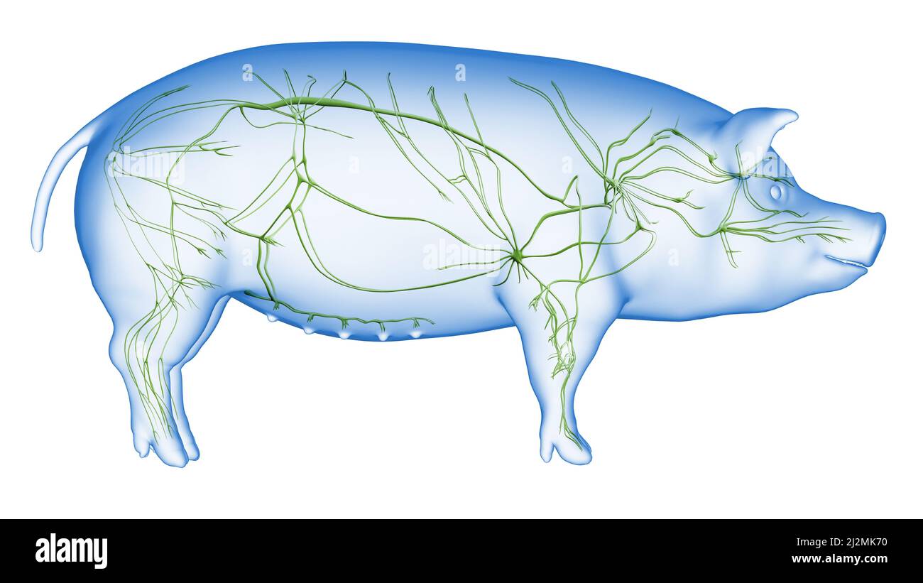 Pig lymphatic system, illustration Stock Photo - Alamy