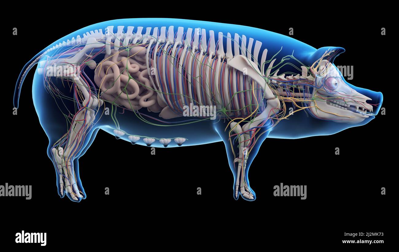 Pig anatomy, illustration Stock Photo - Alamy
