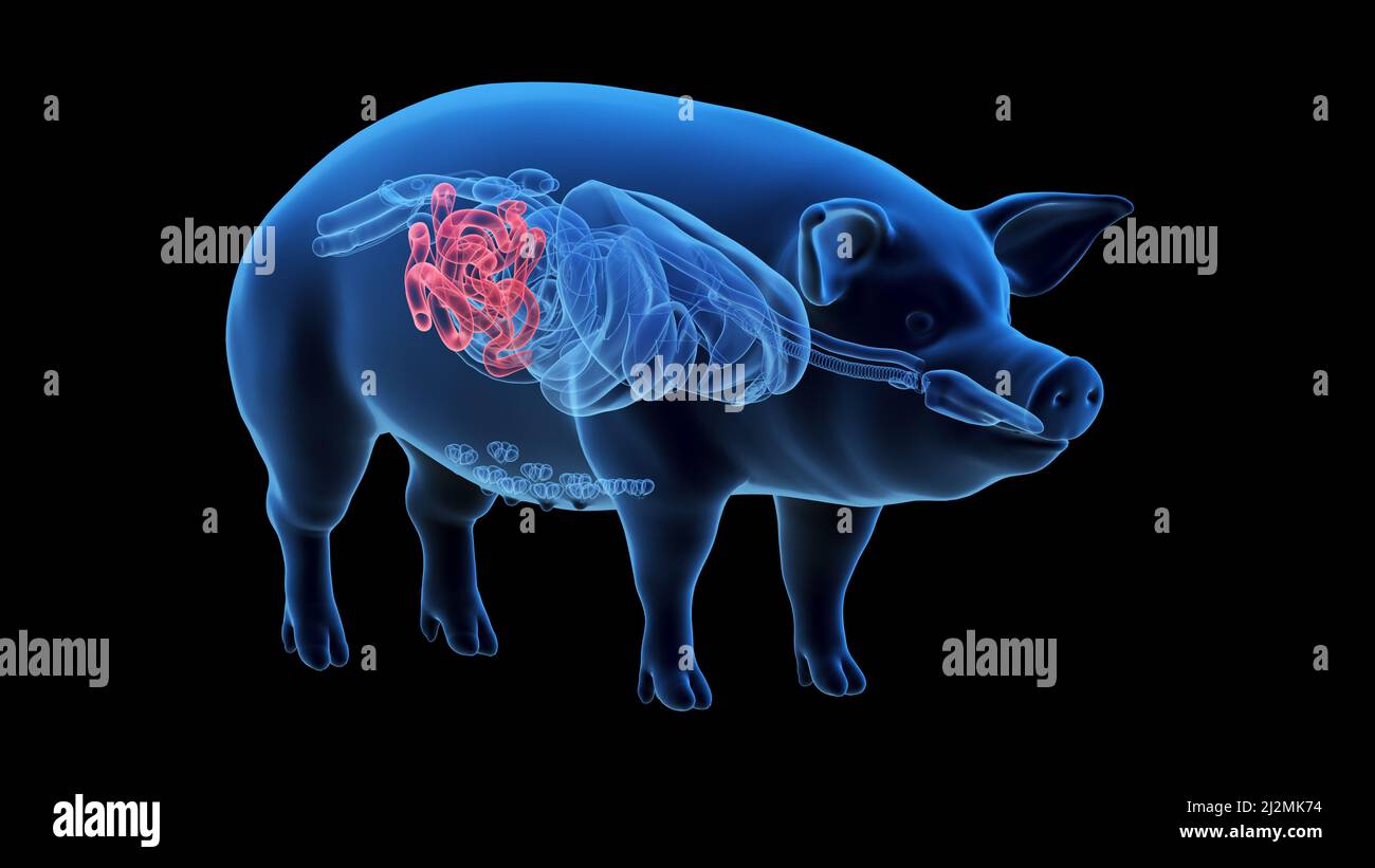 Pig small intestine, illustration Stock Photo - Alamy