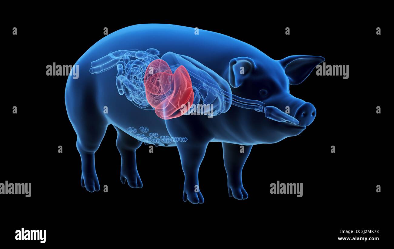 Pig liver, illustration Stock Photo - Alamy