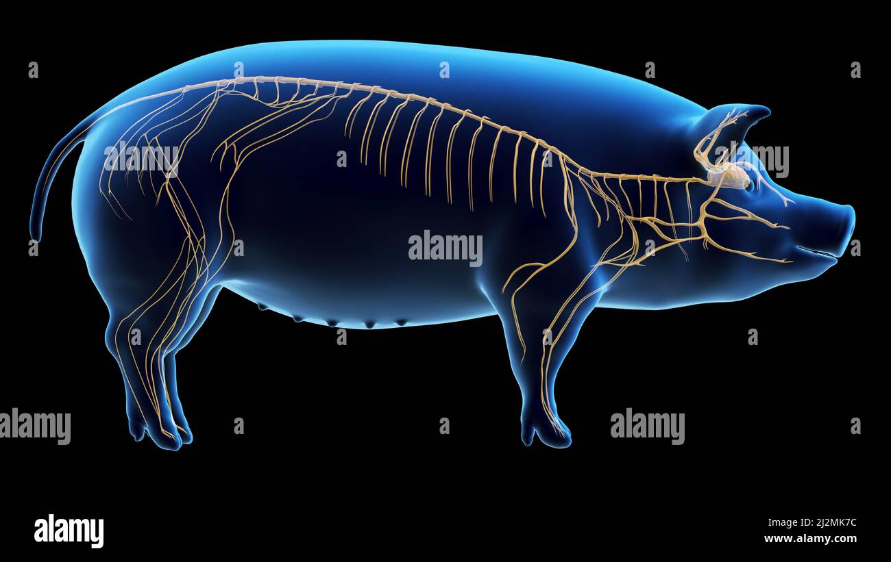 Pig nervous system, illustration Stock Photo - Alamy