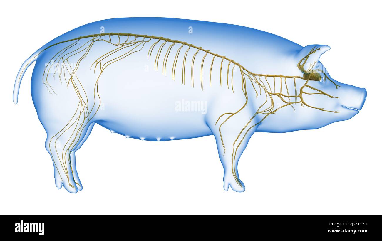 Pig nervous system, illustration Stock Photo - Alamy