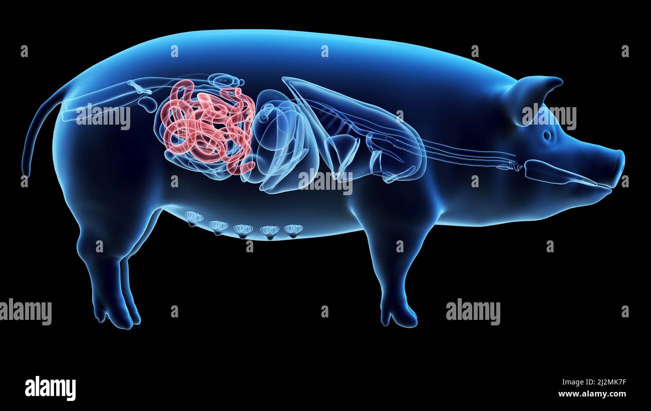 Pig small intestine, illustration Stock Photo - Alamy