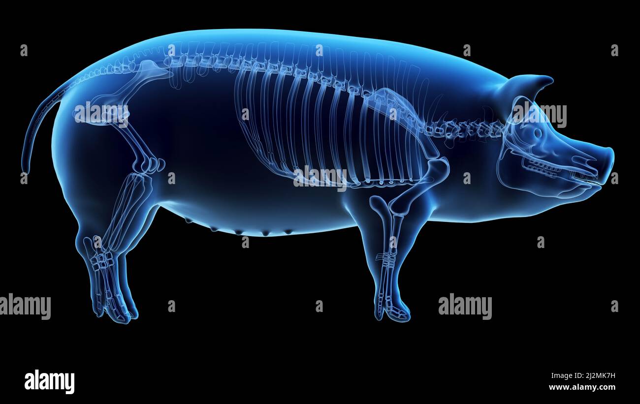 Pig skeleton, illustration Stock Photo - Alamy