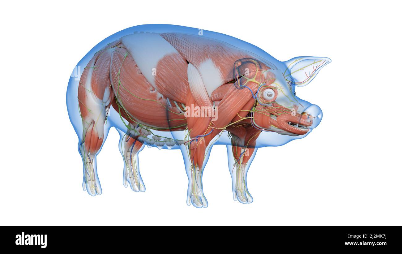 Pig anatomy, illustration Stock Photo - Alamy