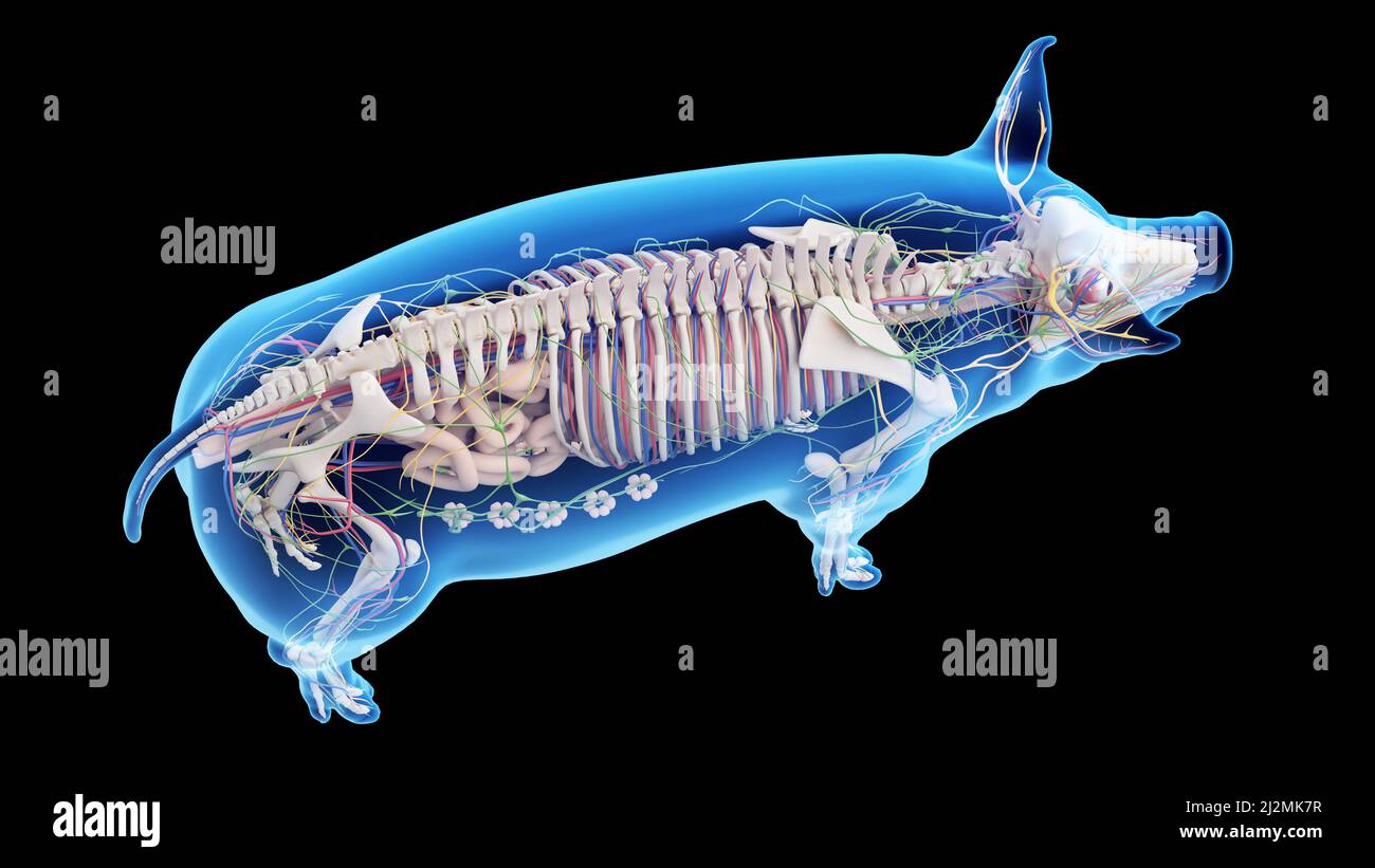 Pig anatomy, illustration Stock Photo - Alamy