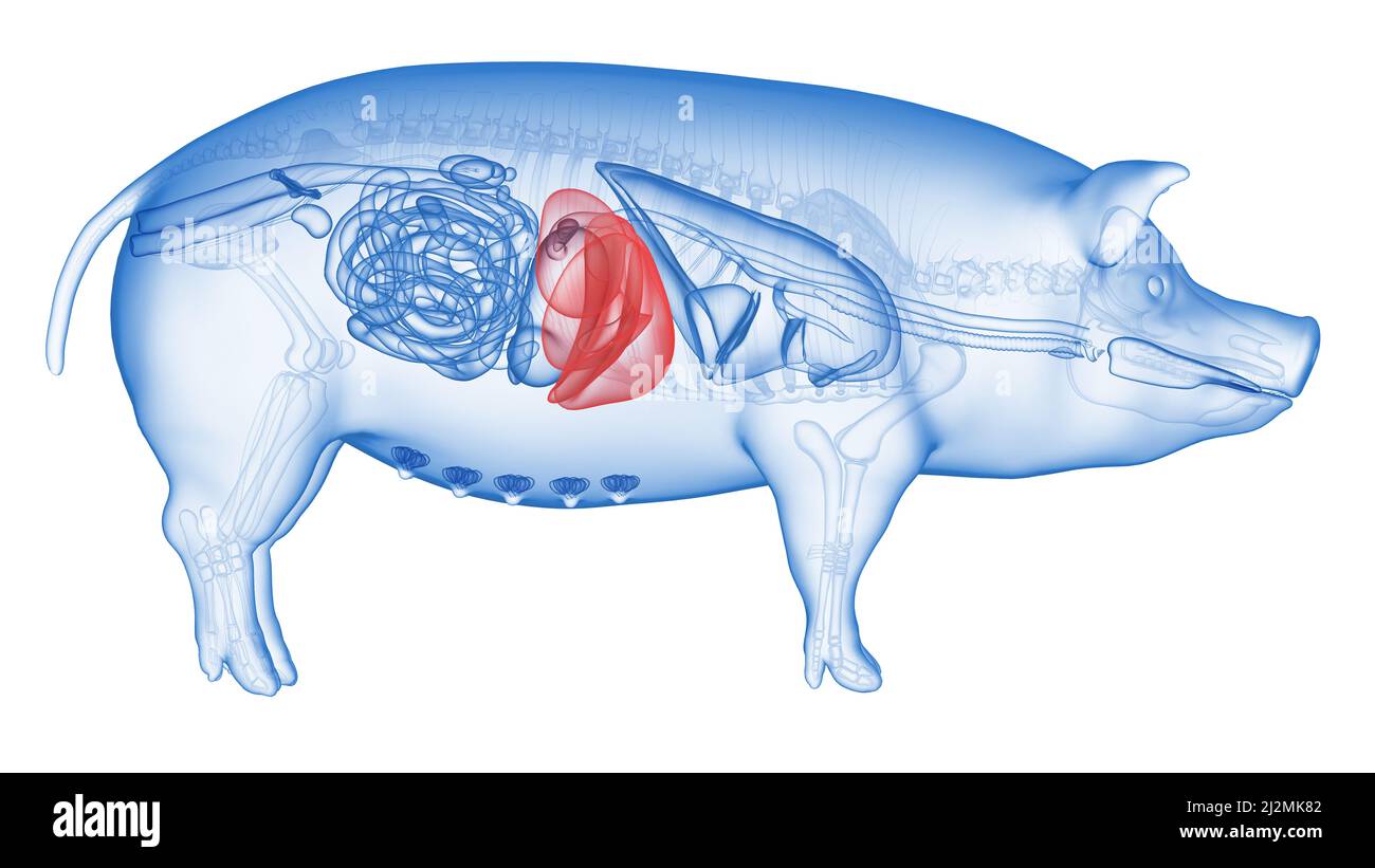 Pig liver, illustration Stock Photo - Alamy