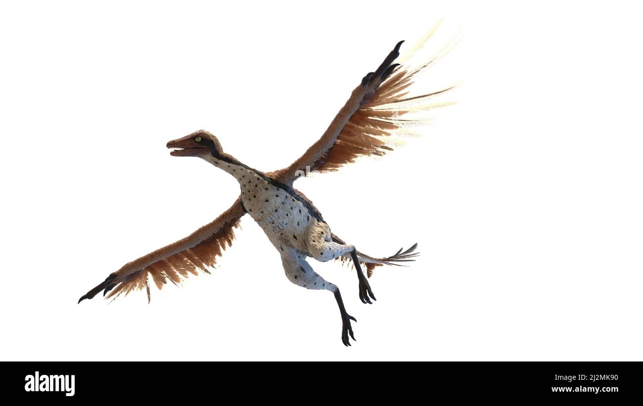 Archaeopteryx dinosaur Cut Out Stock Images & Pictures - Alamy