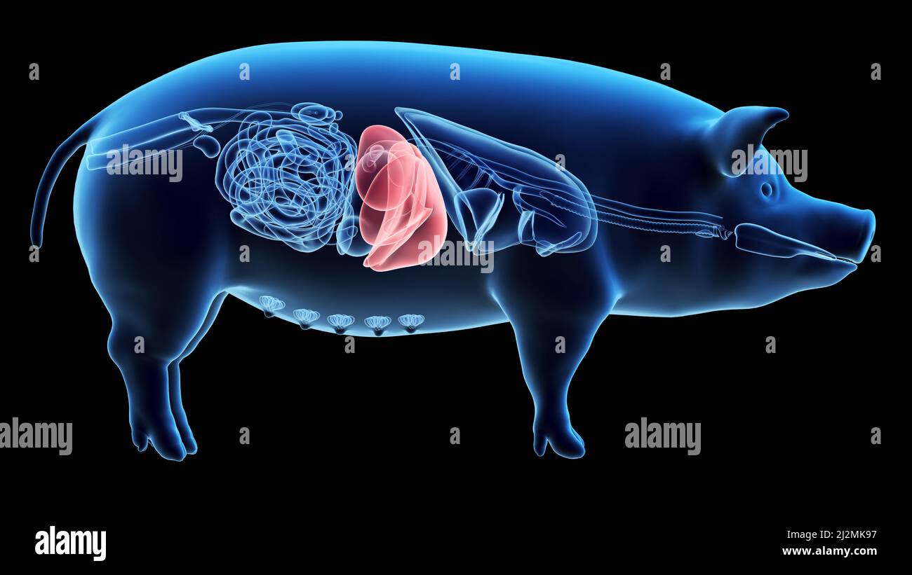 Pig liver, illustration Stock Photo - Alamy