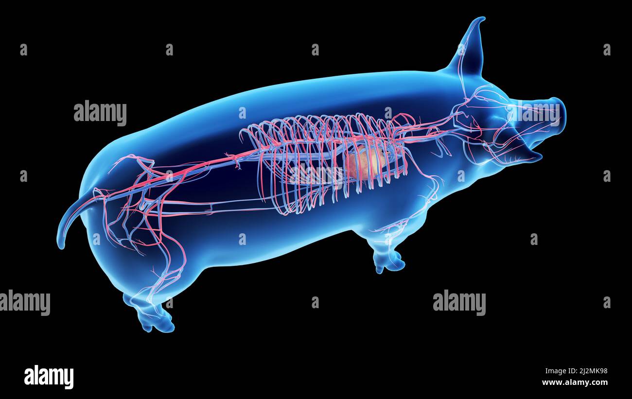 Pig vascular system, illustration Stock Photo - Alamy