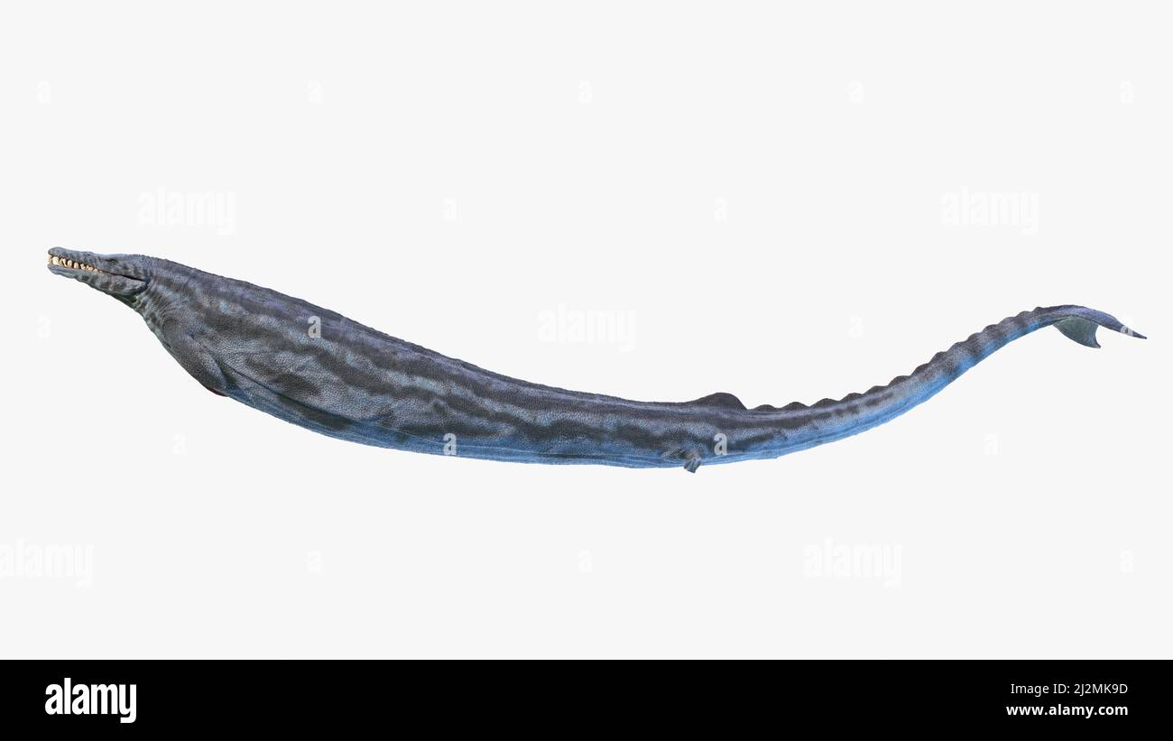 Basilosaurus Cut Out Stock Images & Pictures - Alamy
