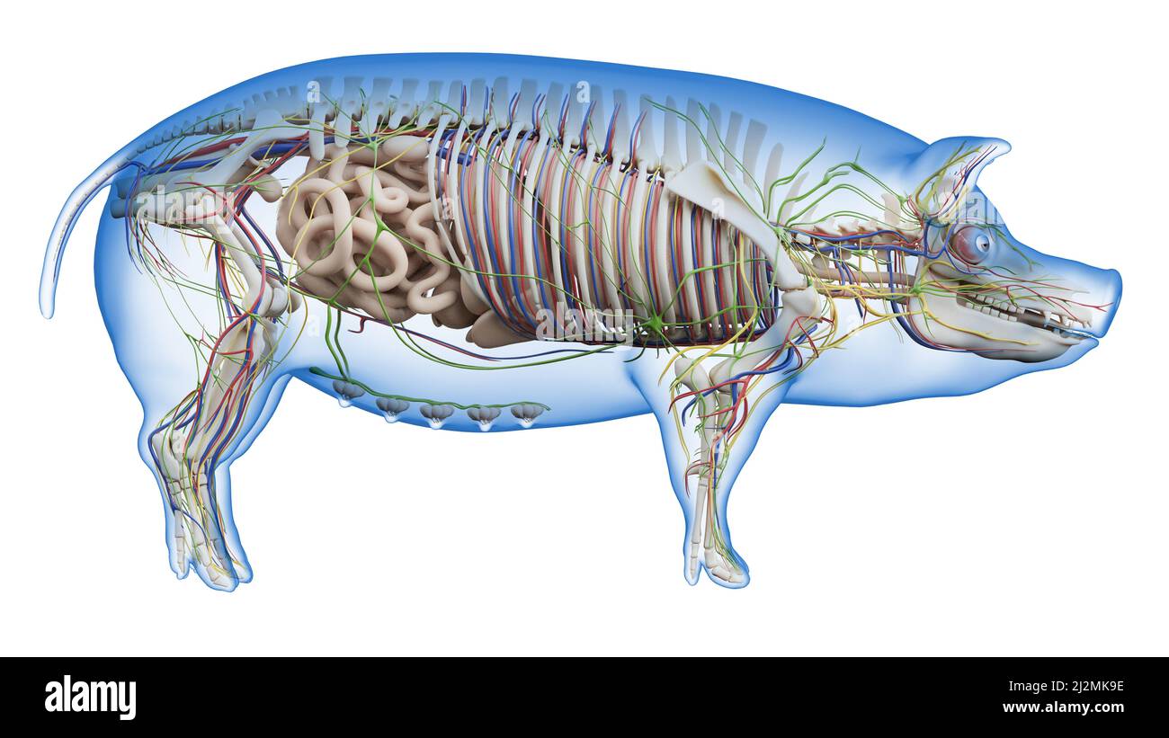 Pig anatomy, illustration Stock Photo - Alamy