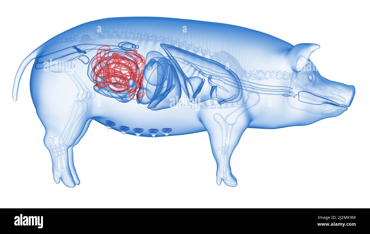 Pig small intestine, illustration Stock Photo - Alamy