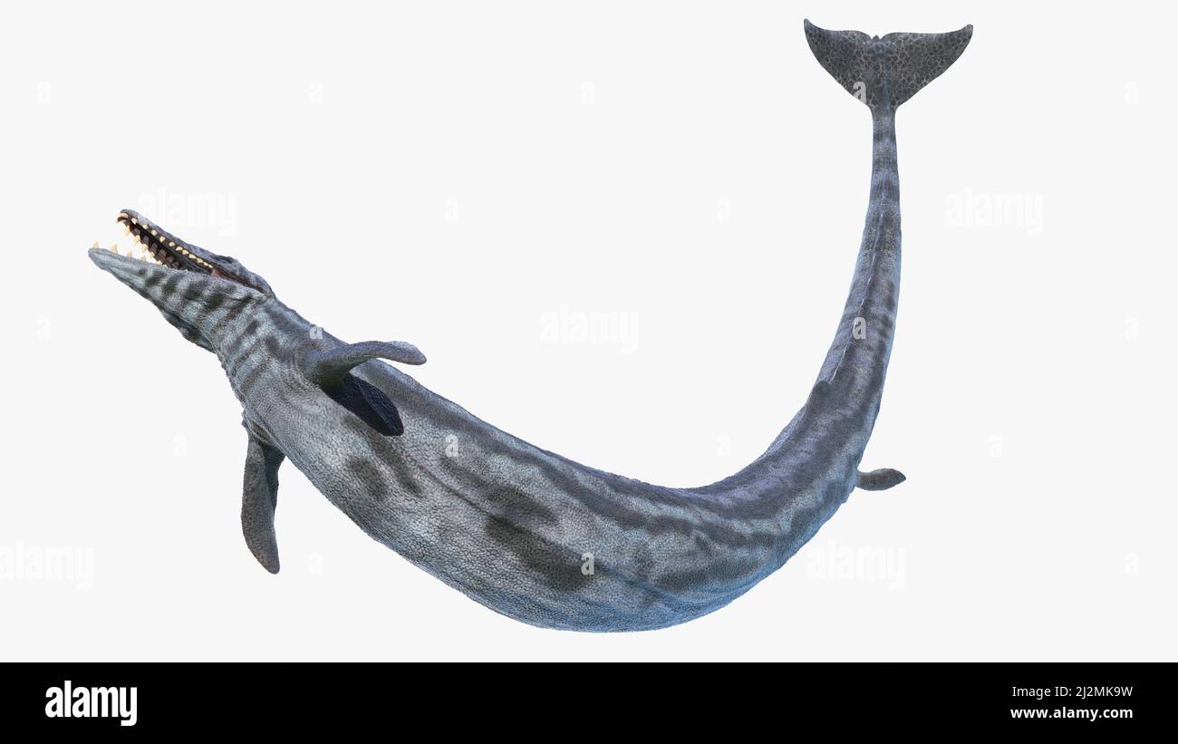 Basilosaurus hi-res stock photography and images - Alamy