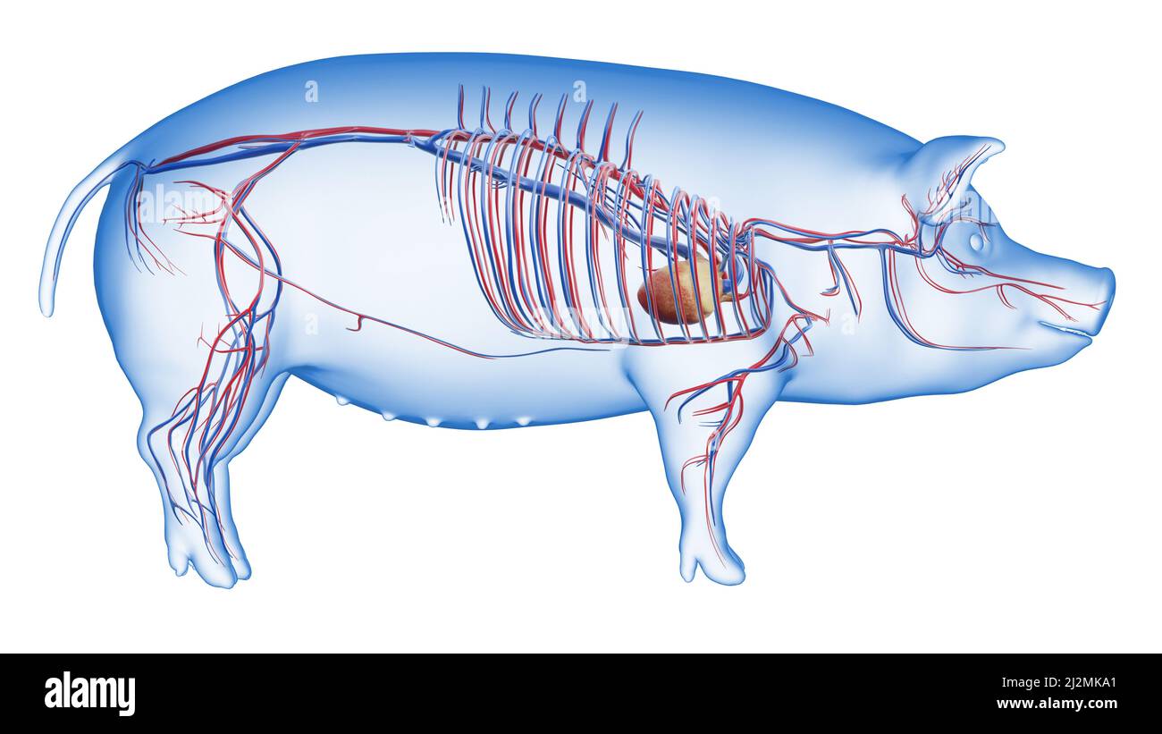 Pig vascular system, illustration Stock Photo - Alamy