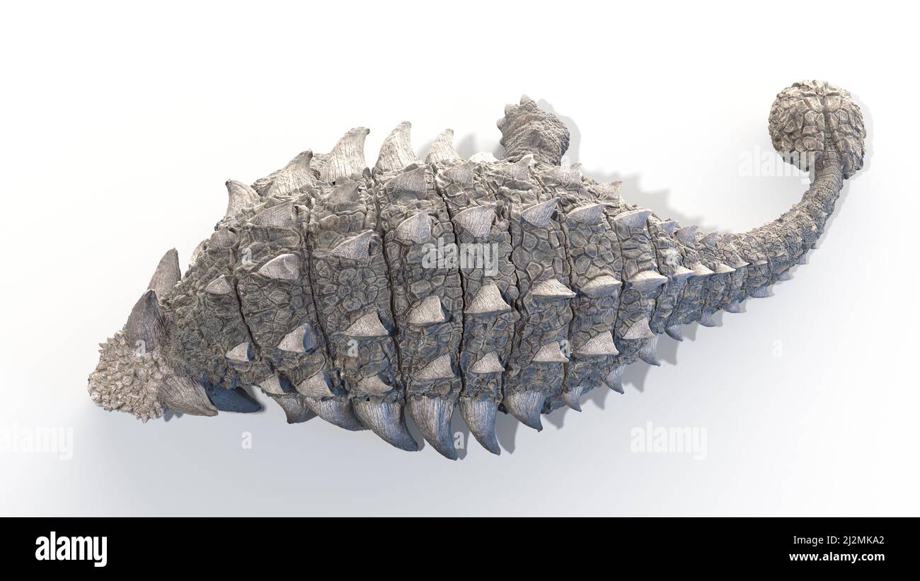 Ankylosaurus illustration hi-res stock photography and images - Alamy