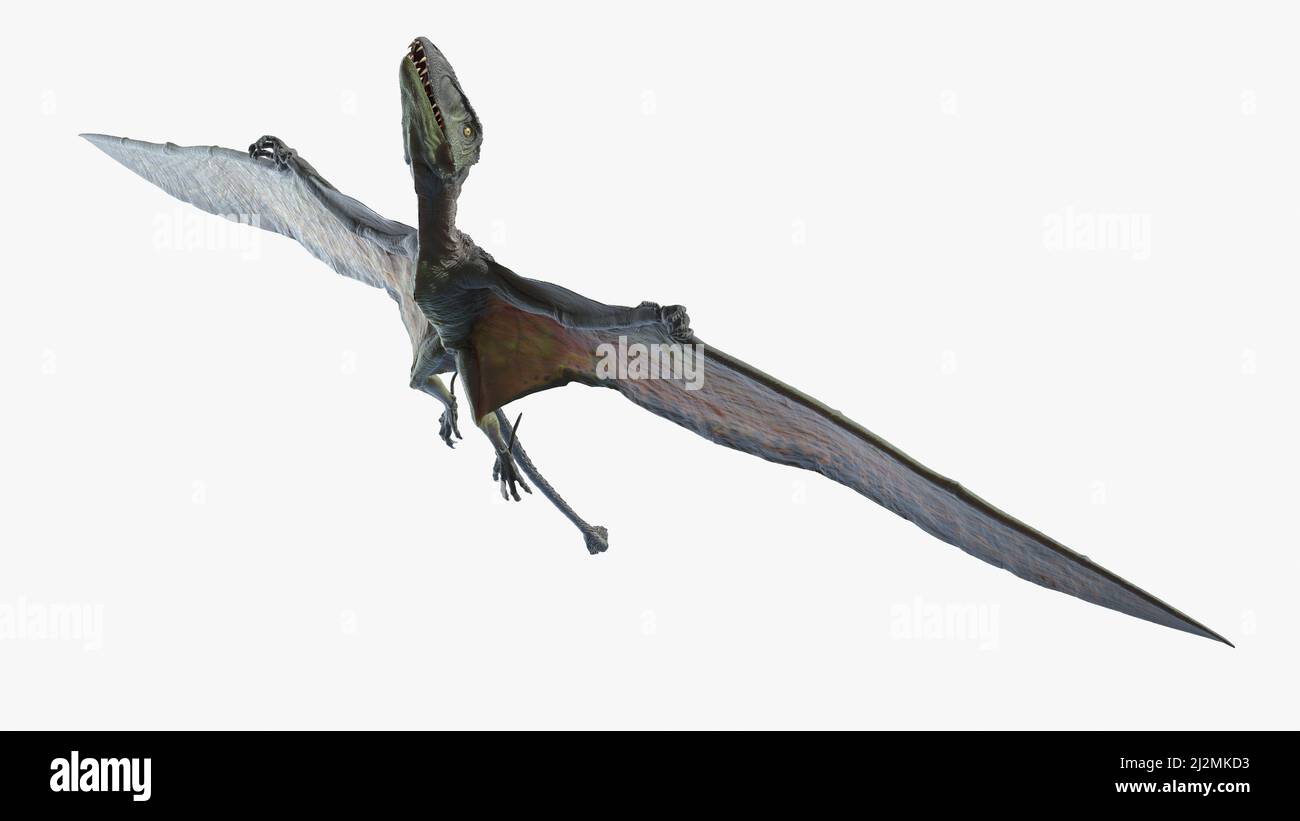 Dimorphodon hi-res stock photography and images - Alamy