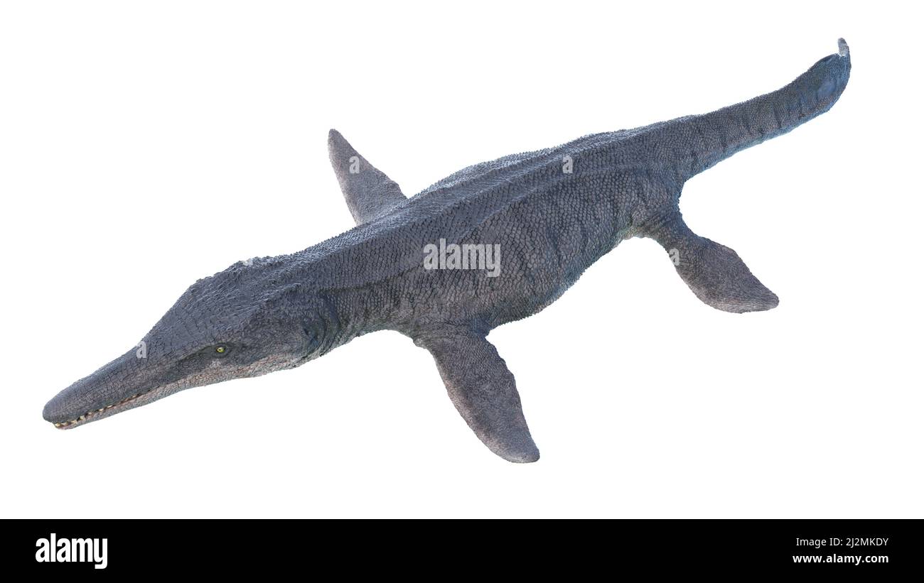 Kronosaurus hi-res stock photography and images - Alamy