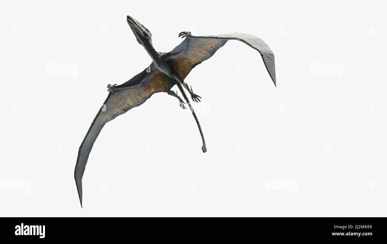 Dimorphodon hi-res stock photography and images - Alamy