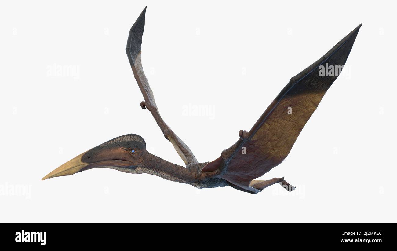 Hatzegopteryx Vs Quetzalcoatlus