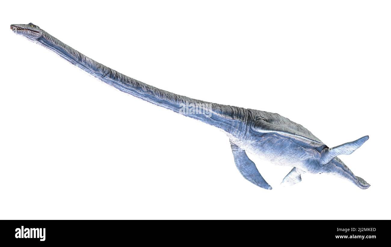 Elasmosaurus reptile hi-res stock photography and images - Alamy