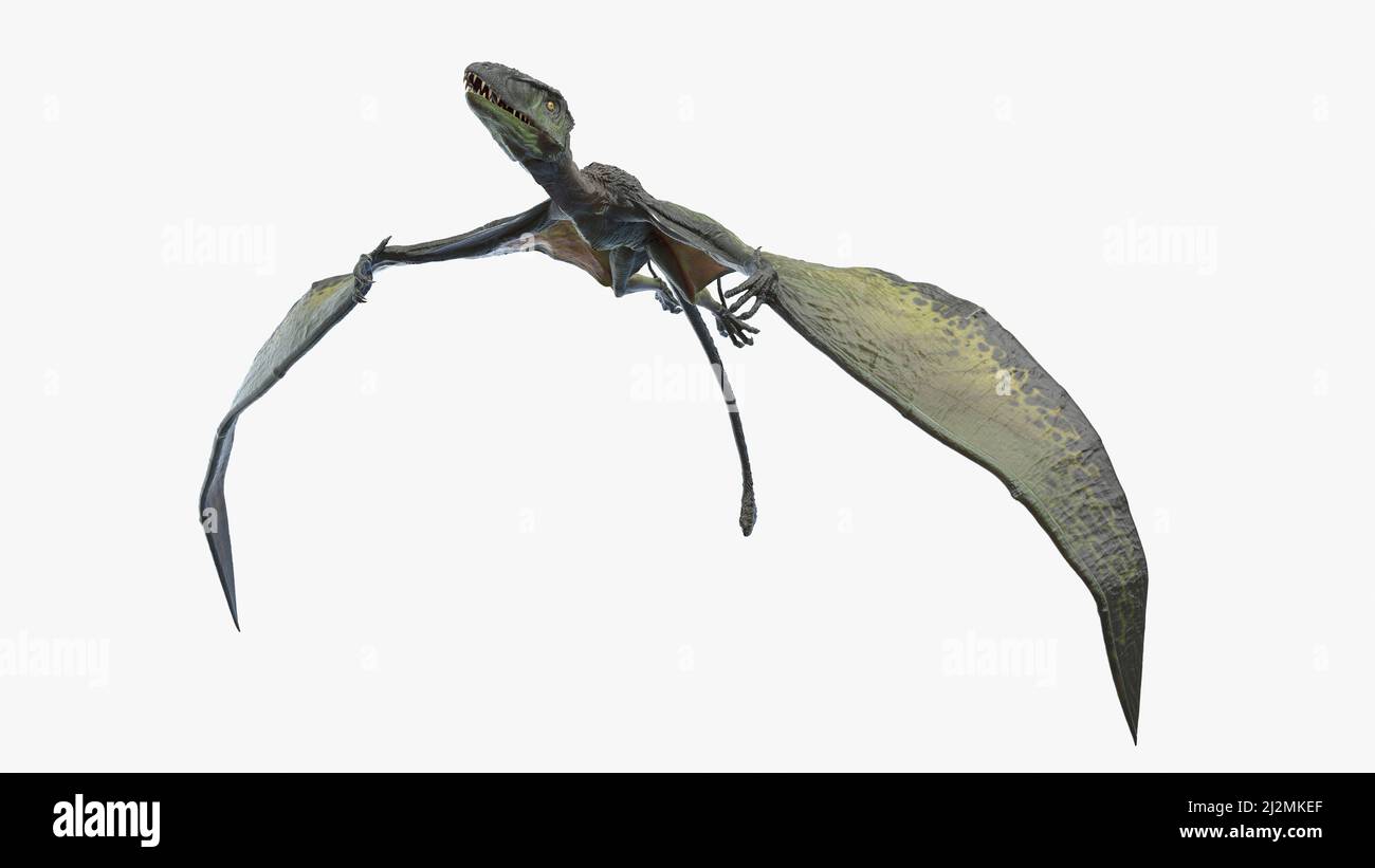 Dimorphodon hi-res stock photography and images - Alamy