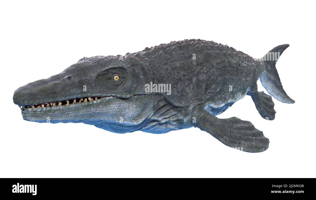 Mosasaurus Cut Out Stock Images & Pictures - Alamy