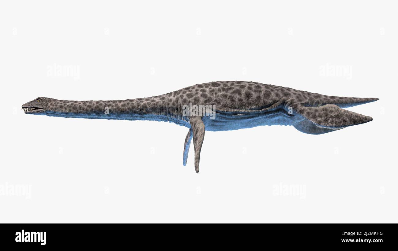 Plesiosaurus dinosaur Cut Out Stock Images & Pictures - Alamy