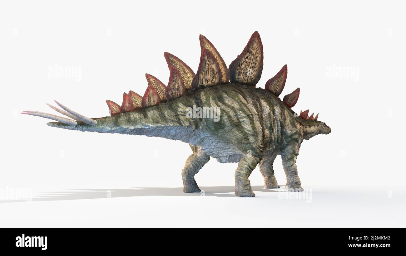 Stegosaurus illustration hi-res stock photography and images - Alamy